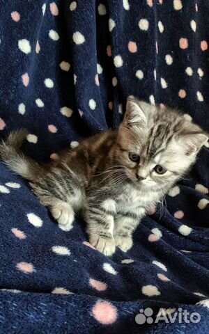 Шотланский котенок прямоухий