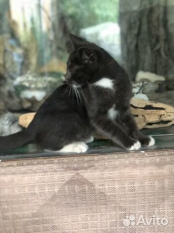 Серо- синий котик