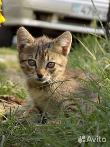 Почему кошка лучше