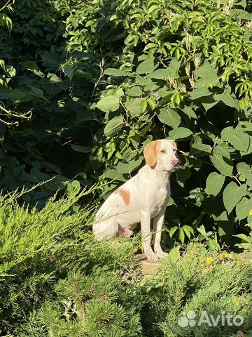 Найдена собака