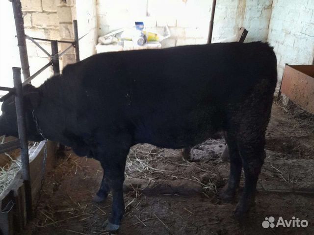 Бык на племя