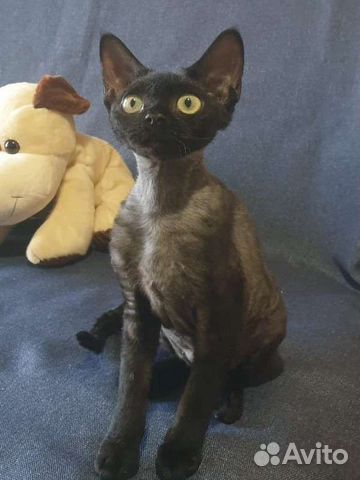 Котята девон-рекс