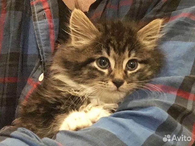 Девочка Пушинка