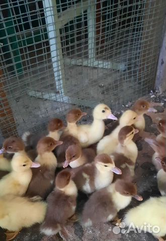 Утята индоутки