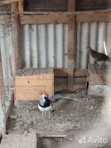 Фазаны разных видов