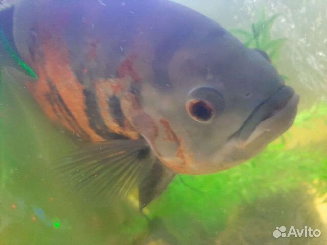 Два астронотуса и северум