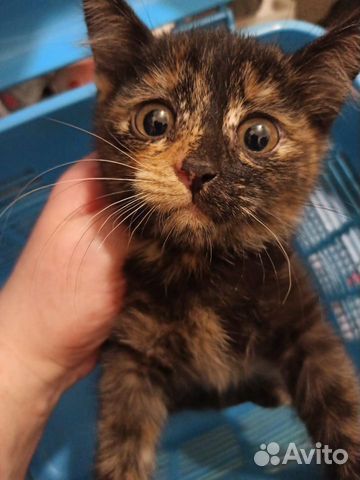 Котенок Милаша