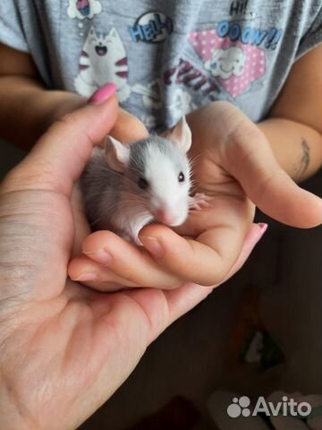 Крыса дамбо