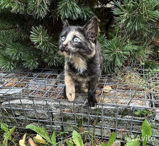 Котенок черепахового окраса. Красавец