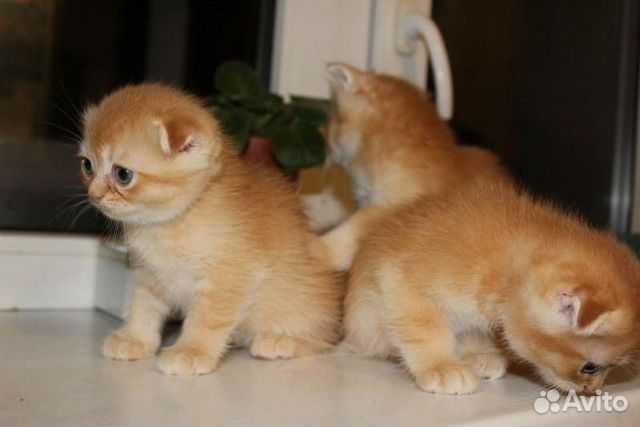 Очень яркие Золотые шотландцы