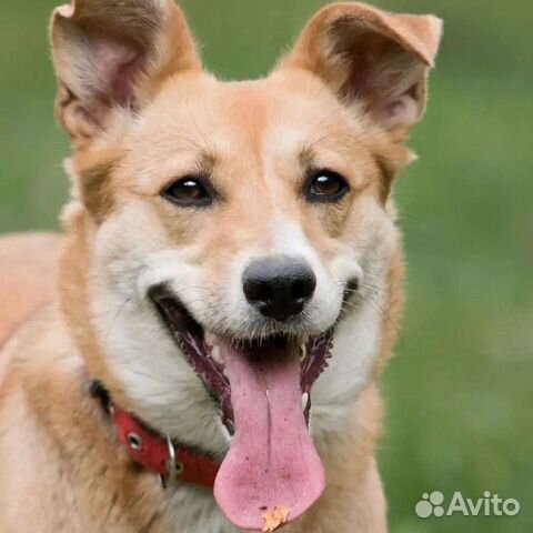 Собака Шпуля в добрые руки