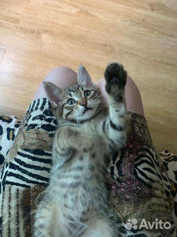 Котята в добрые руки 2 мес