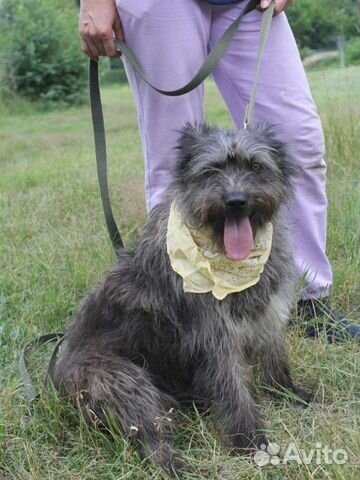 Собака Тося в дар