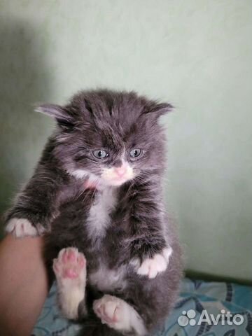 Пушистые котята в добрые руки