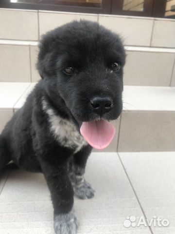 Среднеазиатская овчарка