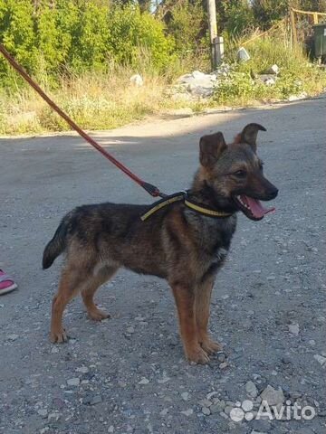 Щенок в добрые руки бесплатно маленькая порода