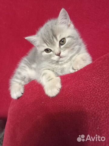 Британская