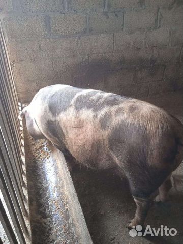 Супоросная свиноматка