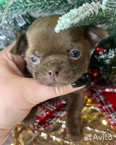 Чихуахуа девочка