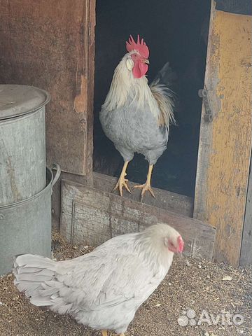 Ия Леггорн Изабелла