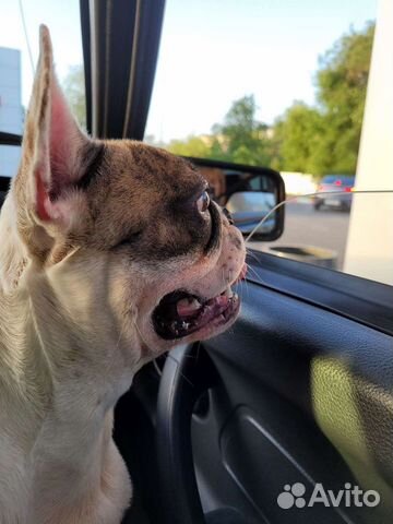 Вязка француз