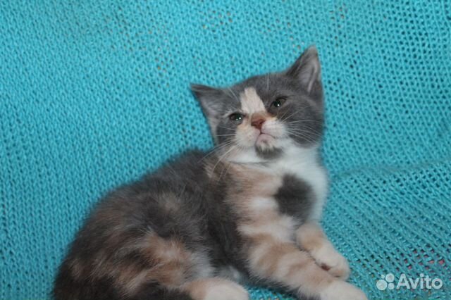 Лапусечка - девочка