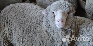 Ягнята баранчики