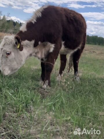 Тёлка грефордская 1 год