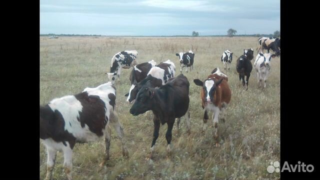 Телята телки