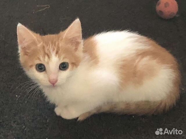 Отдам в добрые руки. Котенок. Кошка. 1 месяц