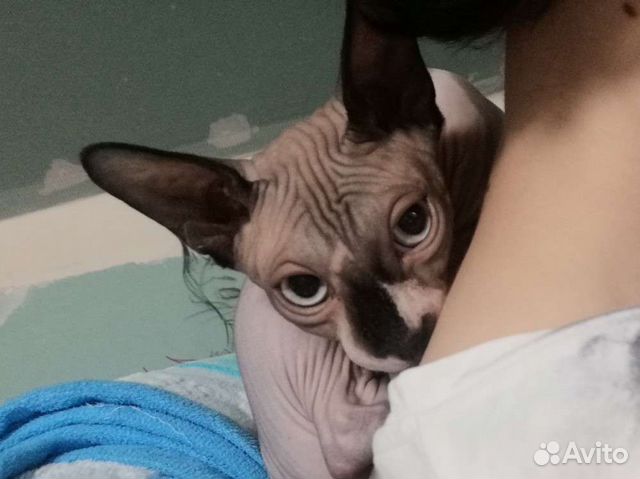 Канадский сфинкс котенок