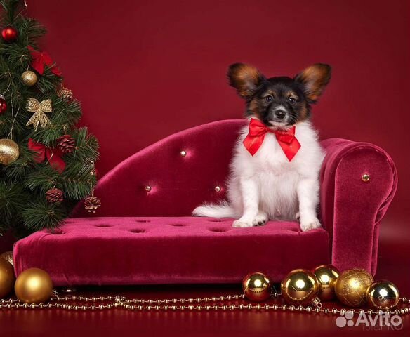 Щенки папильона