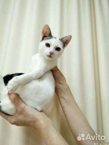 Очень ласковый малыш ищет дом