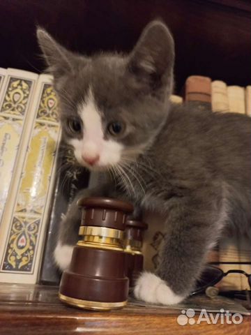 Дымчатый котенок в белых носочках