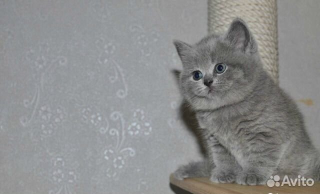 Британские голубые котята