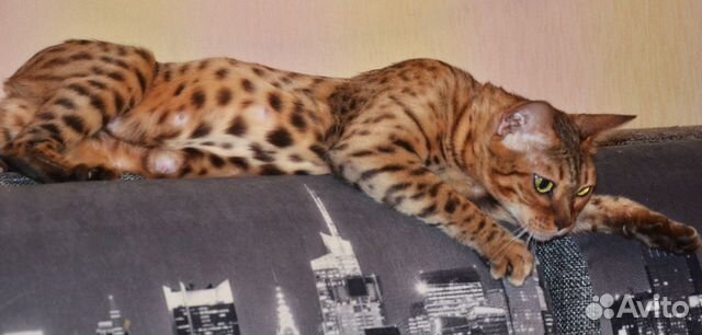 Бенгальская кошечка