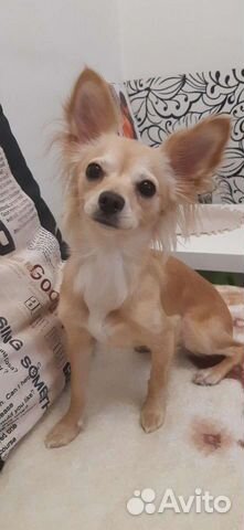 Чихуахуа девочка (помесь)