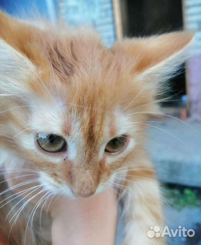 Котята в добрые руки москва