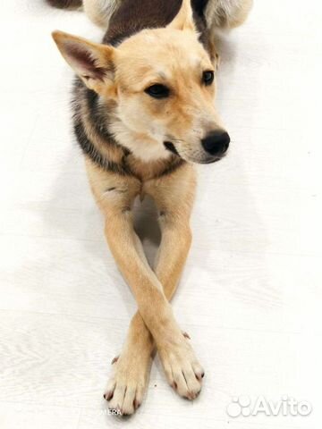 Собака в добрые руки отдам бесплатно, ласковая