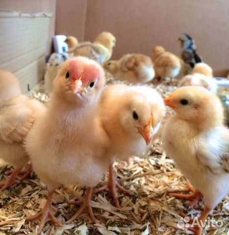 Цыпленок бесплатно