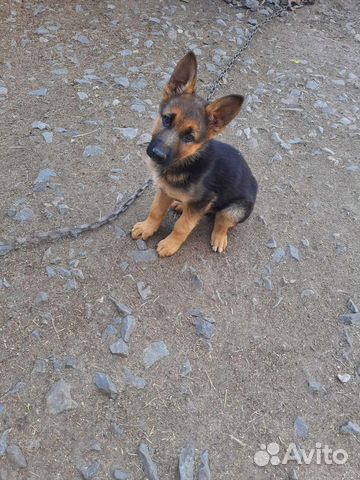 Немецкая овчарка