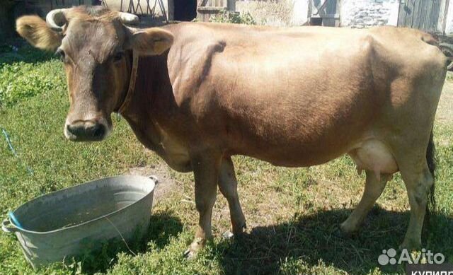 Корова дойная