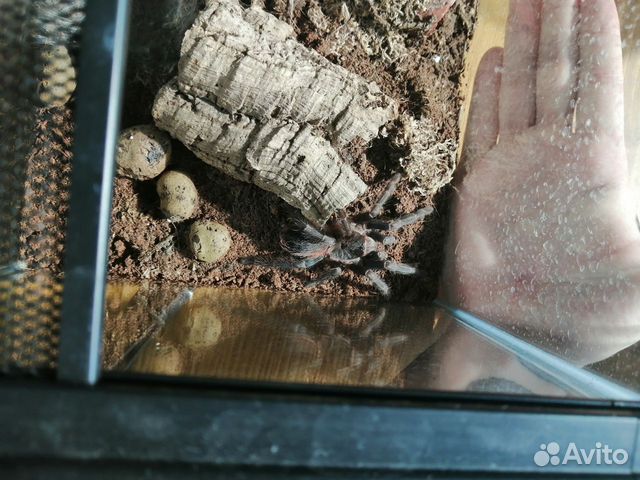 Паук птицеед