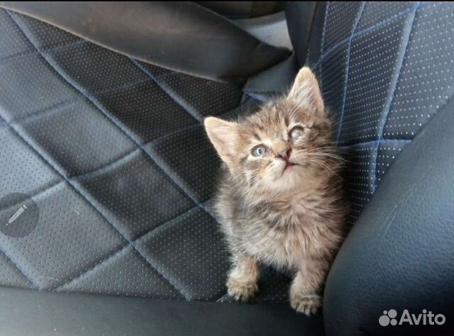 Котёнок в поиске дома