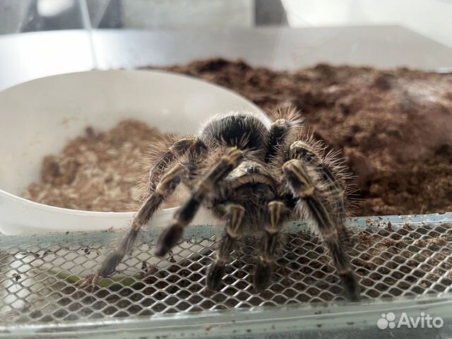 Паук птицеед grammostola