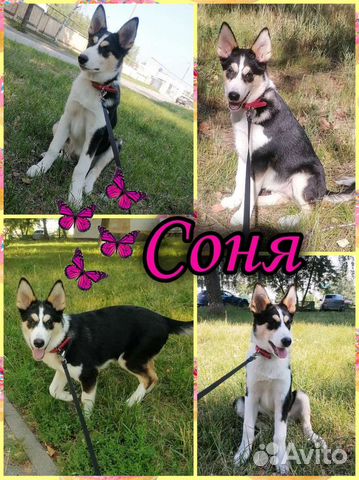 Метис хаски красотка Соня ищет любящую семью