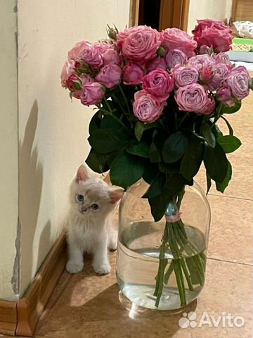 Котёнок мальчик британец прямоухий 2 месяца