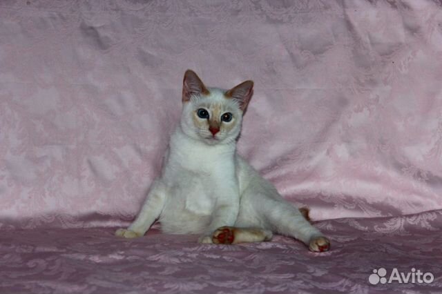 Мегконский бобтейл кот