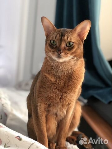 Абиссинский кот