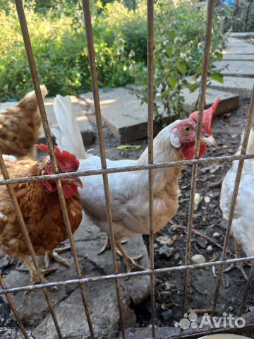 Куры несушки продам